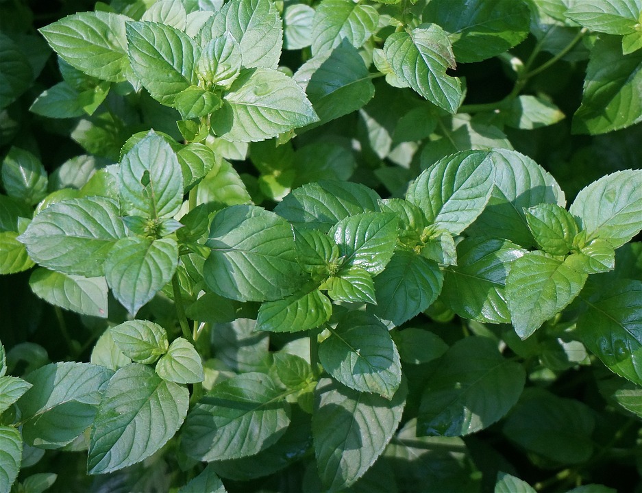 Medicinal Herb Garden Consultations - Blue Stone Apothecary